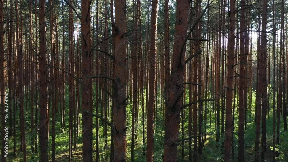 forest, tree, nature, wood, trees, landscape, pine, woods, summer ...