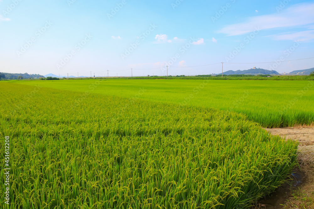 Korean traditional rice farming. Rice planting landscape in Korea ...