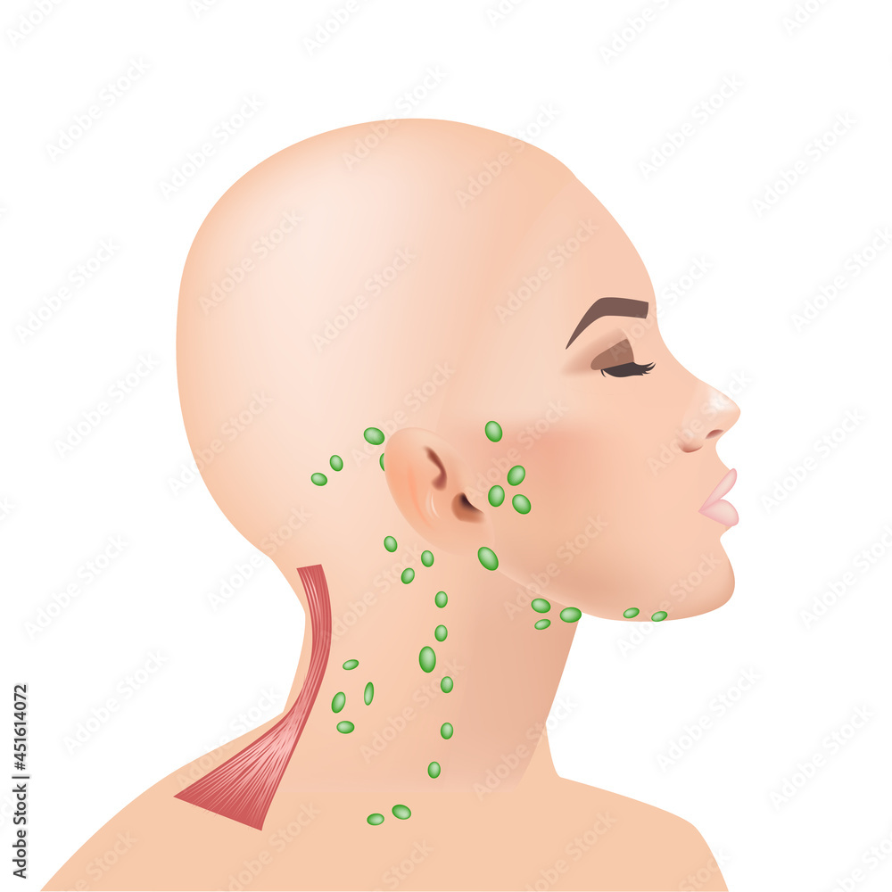 The location of the lymph node on the head and neck of a person Stock ...