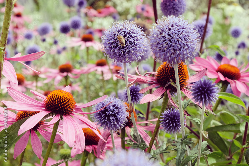 Pink Globe Thistle