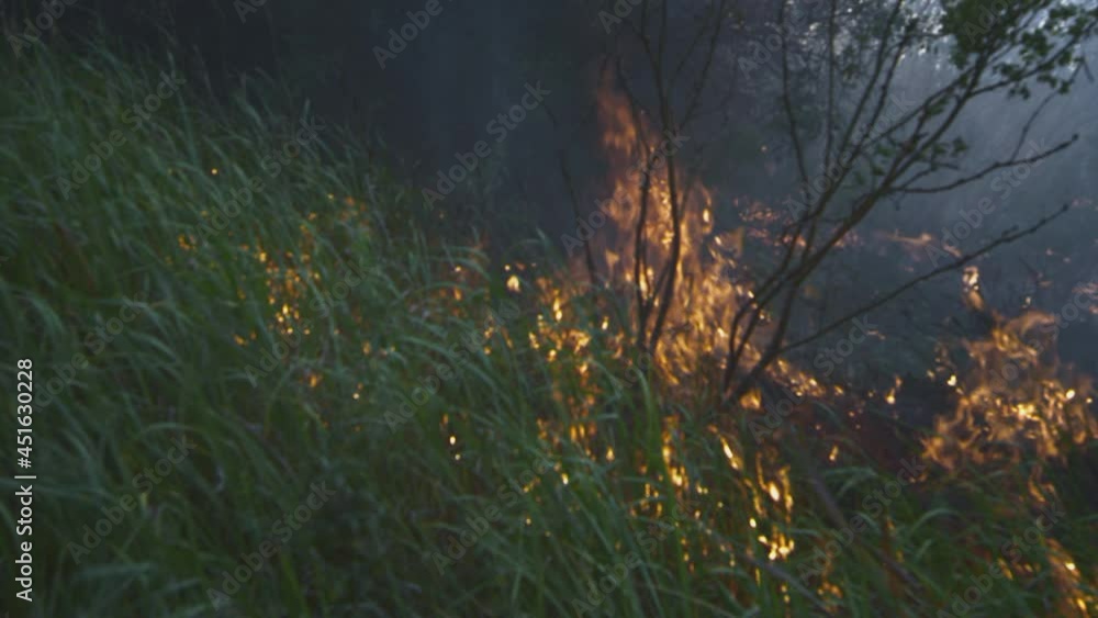 A volunteer man or boy extinguishes a wild fire. Pours water from a ...