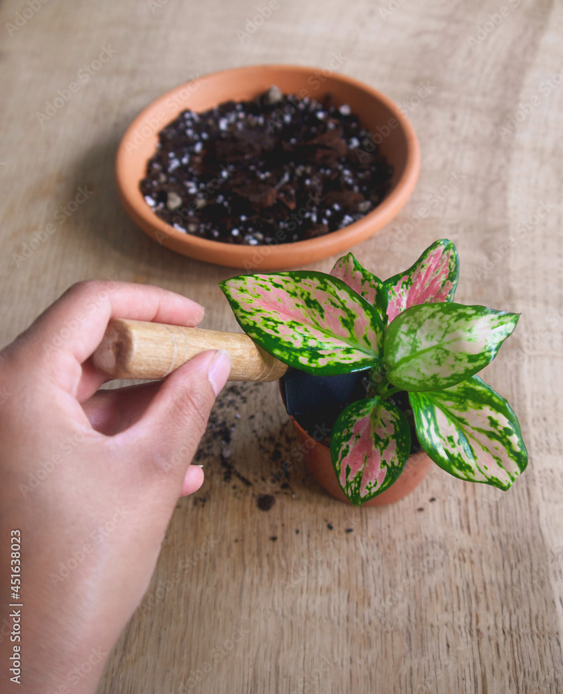 Hand potting a Chinese Evergreen pink spotted star aglaonema with small ...