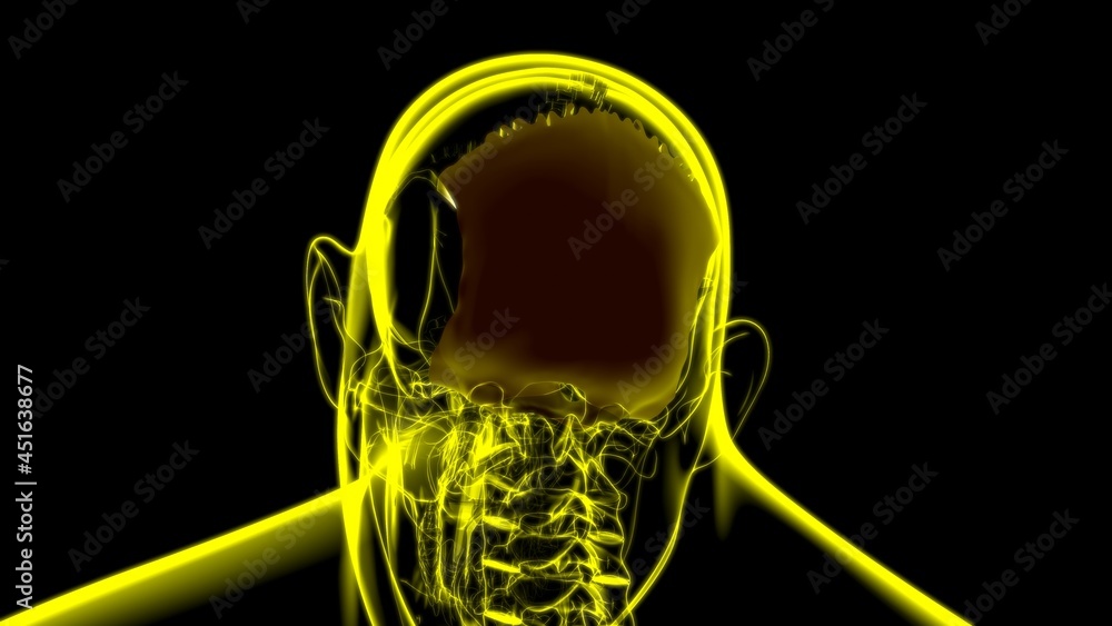 Human Skeleton Skull Occipital Bone Anatomy For Medical Concept Stock ...