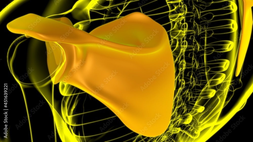 Human skeleton anatomy Scapula Bone 3D Rendering Stock Illustration ...