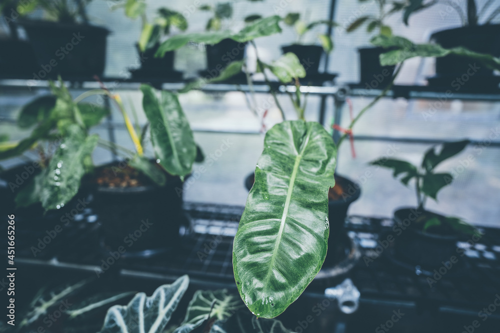 greenhouse of tropical variegated plant, green leaf flora nature garden ...