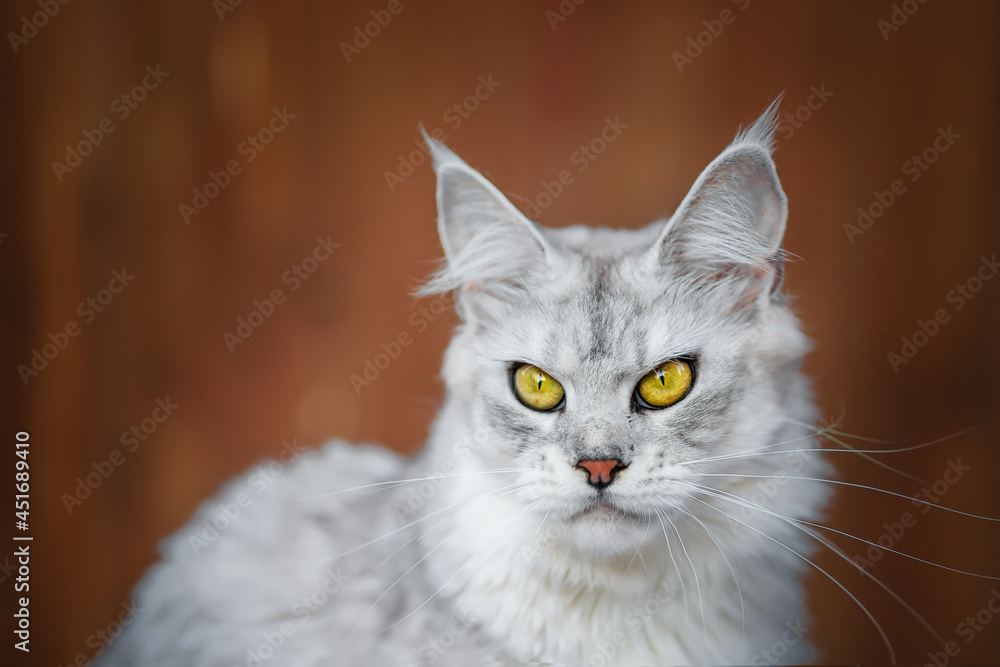 white maine coon cat with yellow eyes and an evil look portrait Stock ...