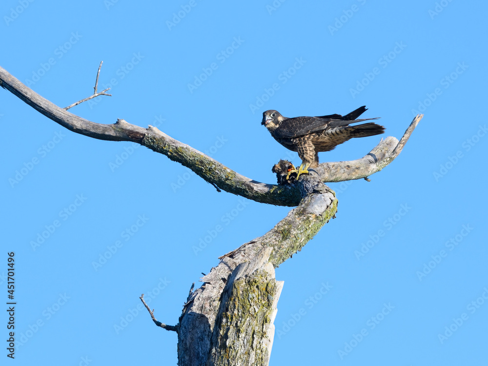 Peregrine Falcon Standing on Dead Tree Branch and Eating a Bird on Blue ...