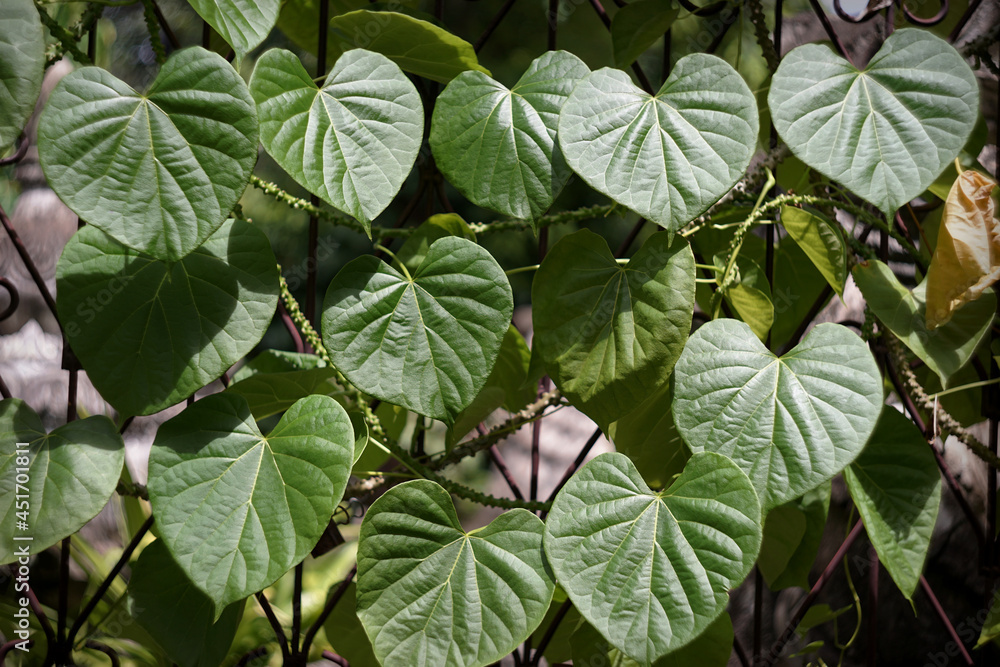 Tinospora cordifolia bora phet on medical herb tree planting in nature ...