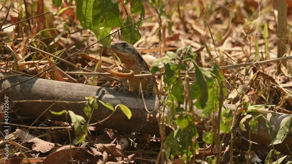 Eyed Butterfly Lizard, Leiolepis ocellata, Huai Kha Kaeng Wildlife ...
