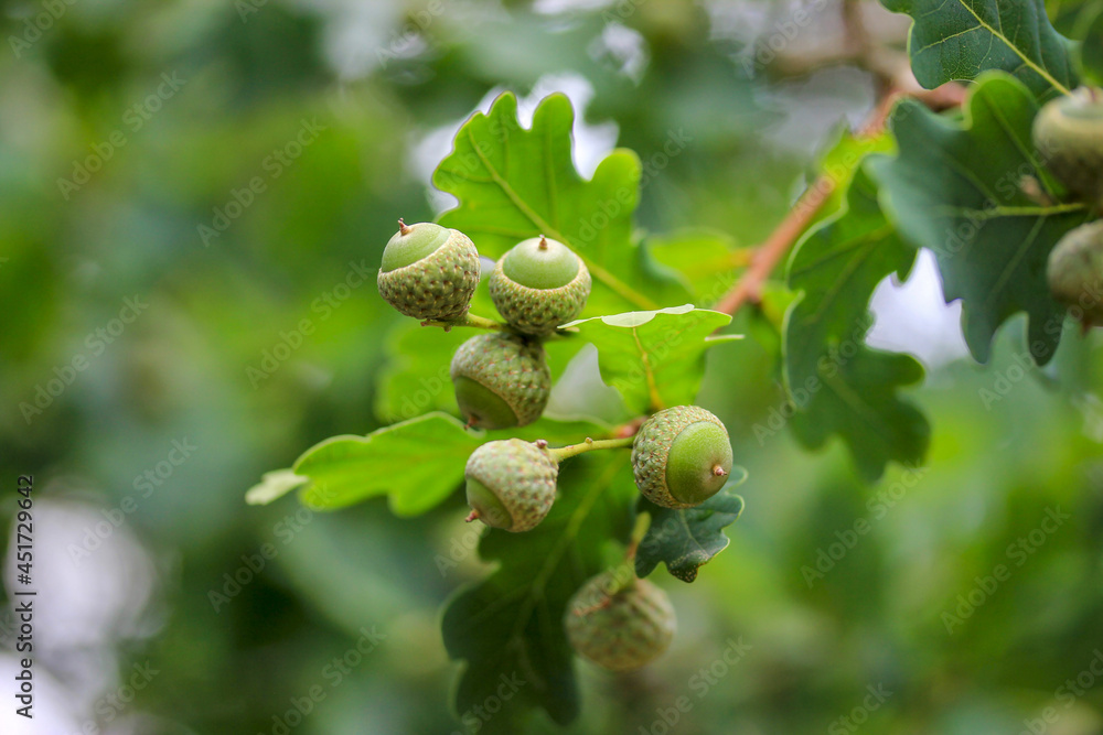 glands Stock Photo | Adobe Stock