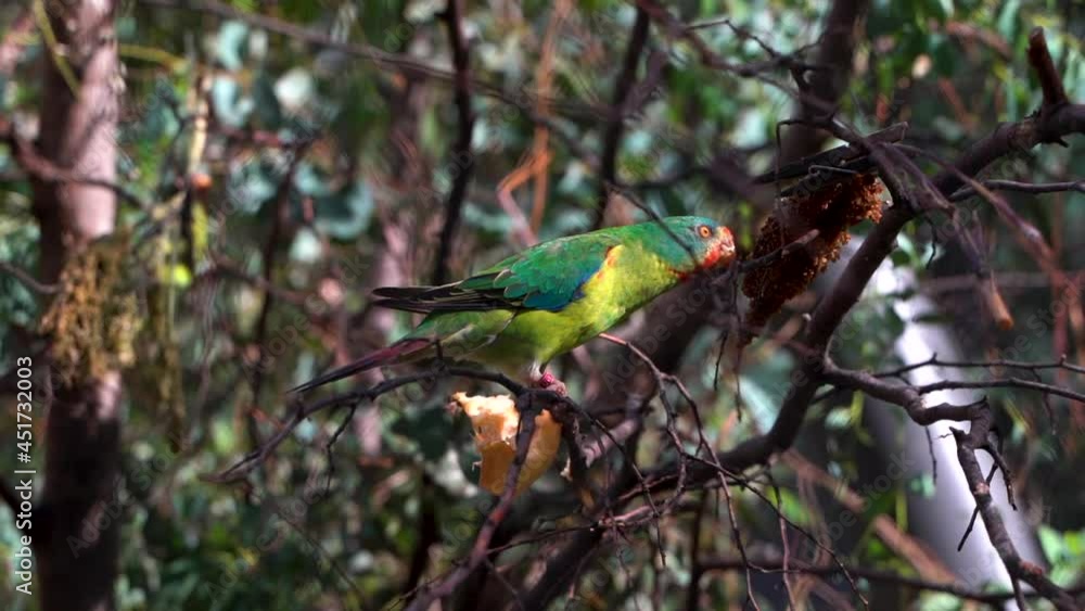 Australian Swift Parrot (Lathamus Discolor) in tree top eating fruit ...