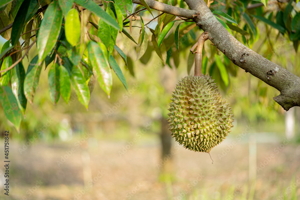 Durian Tree Free Stock Photos, Images, And Pictures Of, 57% OFF