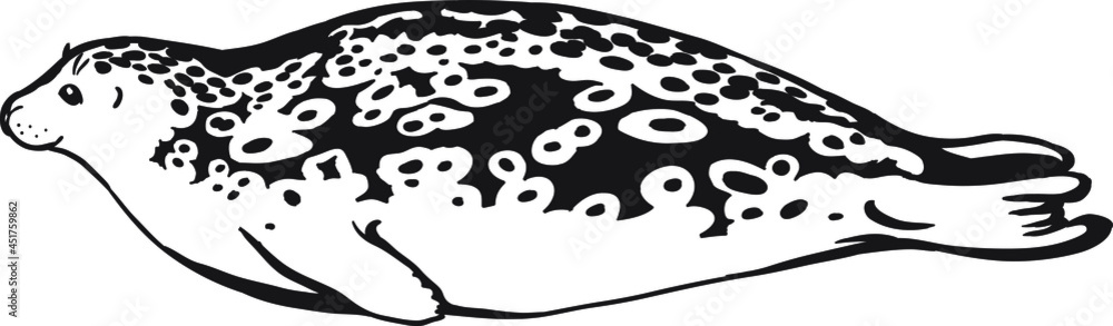 Seal on a white background, animals of the north, black and white ...