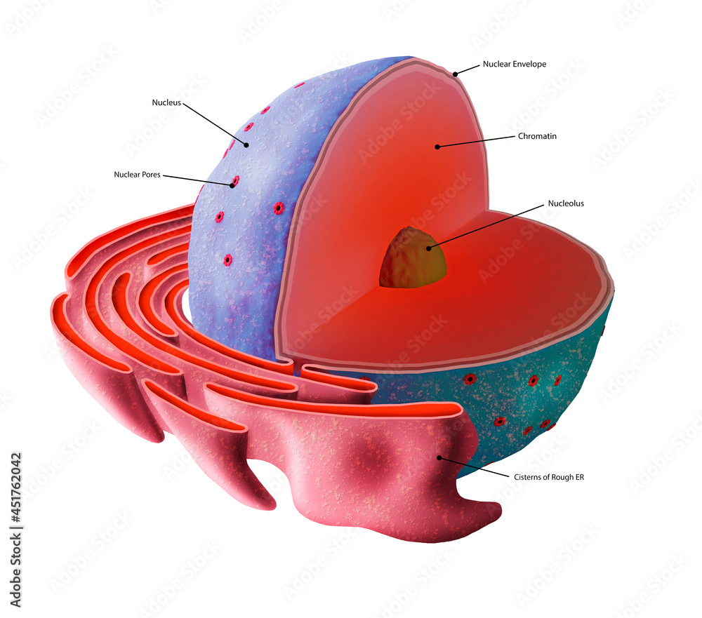 Cell nucleus structure, illustration Stock Illustration | Adobe Stock
