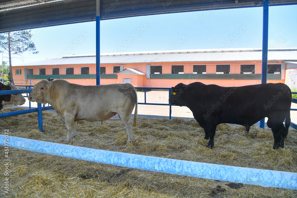 cow, animal, farm, cattle, agriculture, livestock, horse, cows, mammal ...