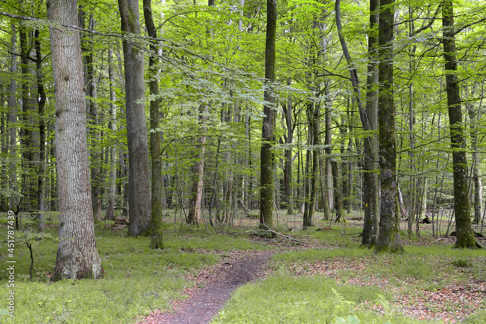 Gribskov Forest is one of Denmark’s largest and most beautiful natural ...
