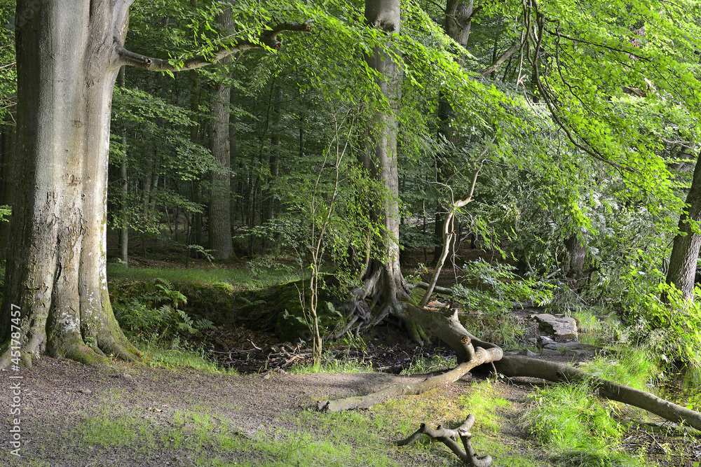 Gribskov Forest is one of Denmark’s largest and most beautiful natural ...