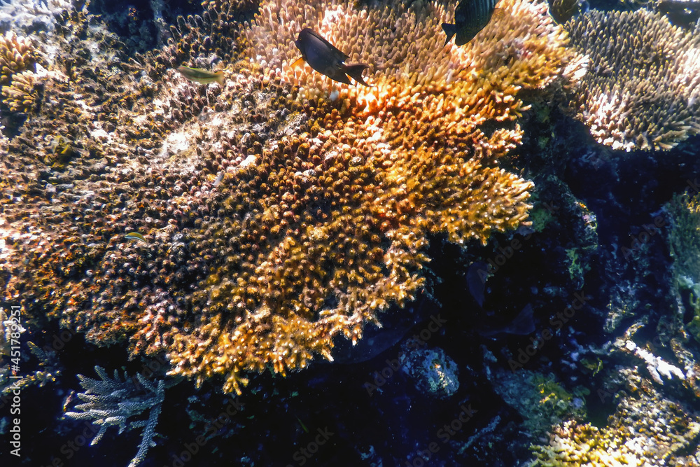 Coral texture underwater, Coral reef texture, Tropical waters Stock ...