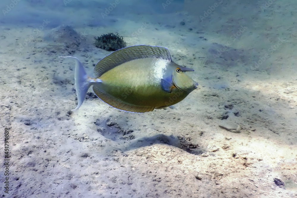 Whitemargin unicornfish (Naso annulatus) Tropical waters Stock Photo ...