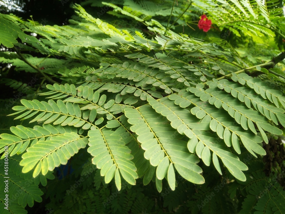 Delonix regia leaves (Royal Poinciana, Flamboyant Tree, Flame Tree ...
