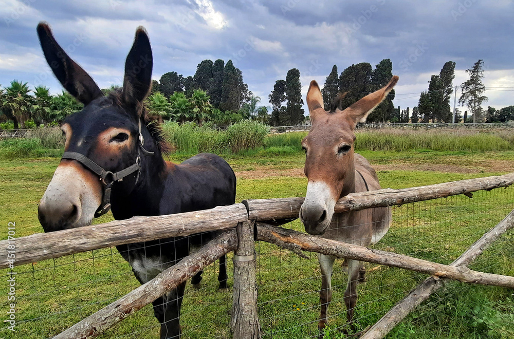 divertenti musi di due asini in campagna foto de Stock | Adobe Stock