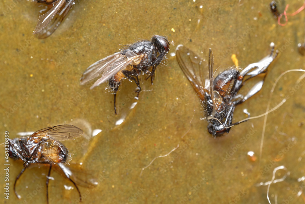 Scary Dead Fly