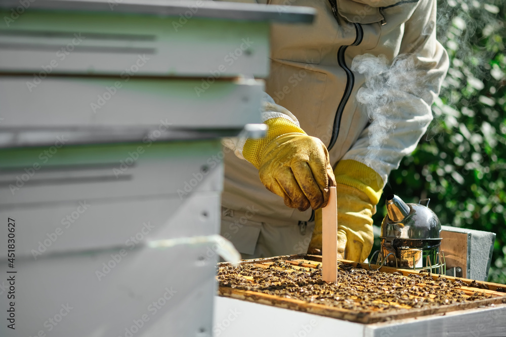 Varroa mite control. Varroa destructor. How to treat bees from varroa ...