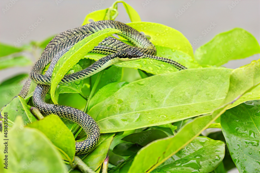 Indra's green snake (golden tree snake,ornate flying snake, golden ...