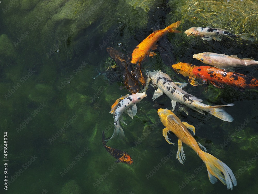 School of fish in a pond in Topeka Zoo, Kansas, United States Stock ...