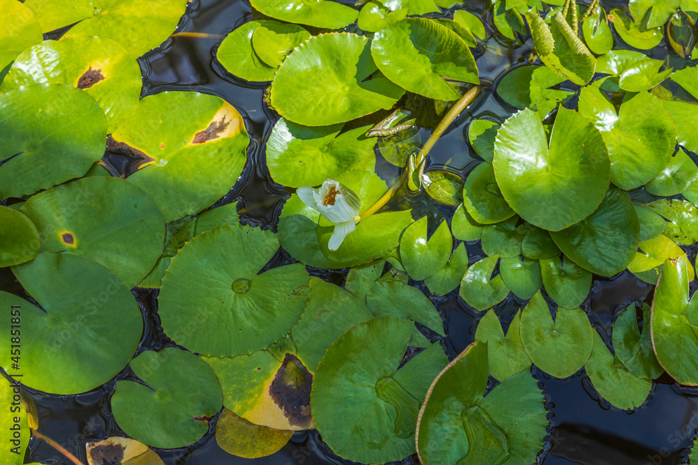 Beautiful top view of Nymphaea caerulea lotus tropical flower. Sweden. Stock Photo | Adobe Stock