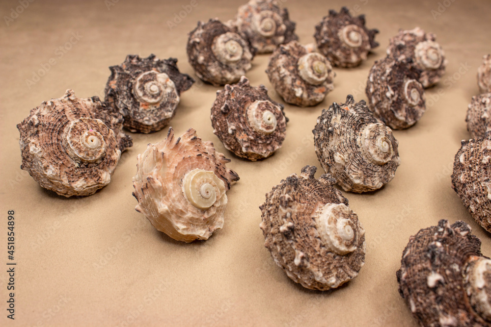 Angaria dolphin (lat.Angaria delphinus) is a sea gastropod mollusk from ...