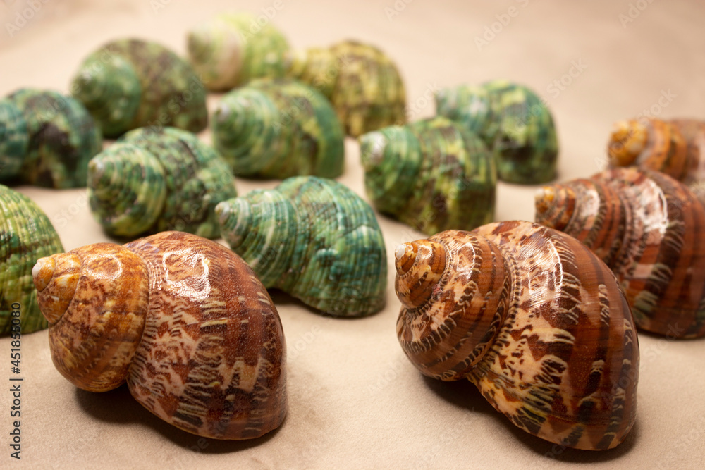 Set turbo shells. Sea shells Ocean shell turbo krassus and turbo ...