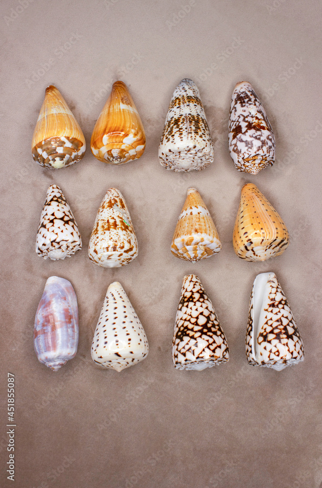 Cones (lat. Conidae) are a family of carnivorous gastropods. Set. Conus ...