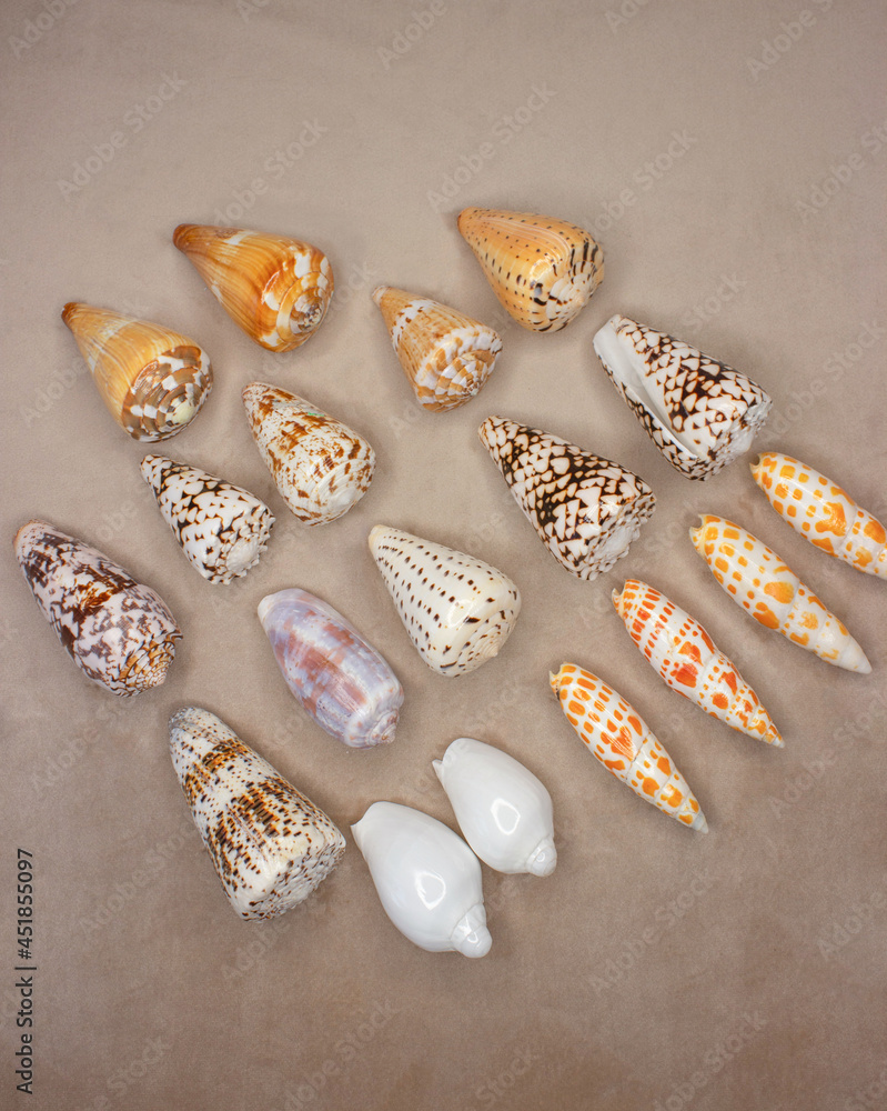 Set of seashells. Cones (lat.Conidae) are a family of carnivorous ...
