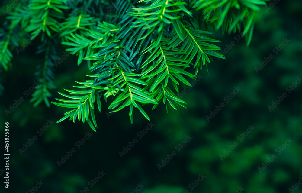 Pine tree forest background. Fir tree botanical wallpaper. Close up ...