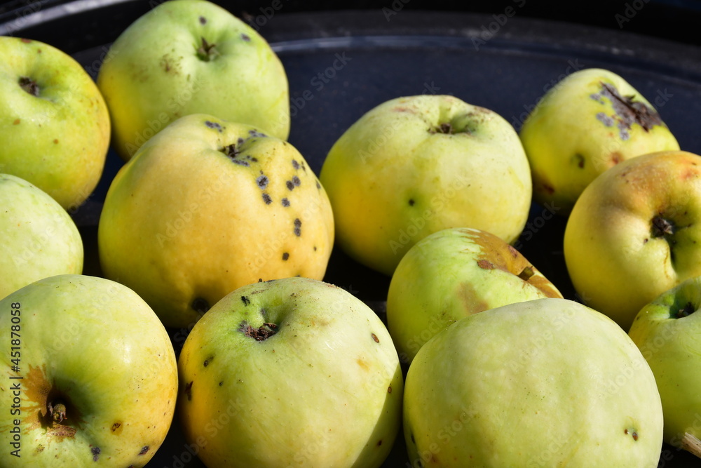 Apples affected by scab, scab is a disease in which apples become ...