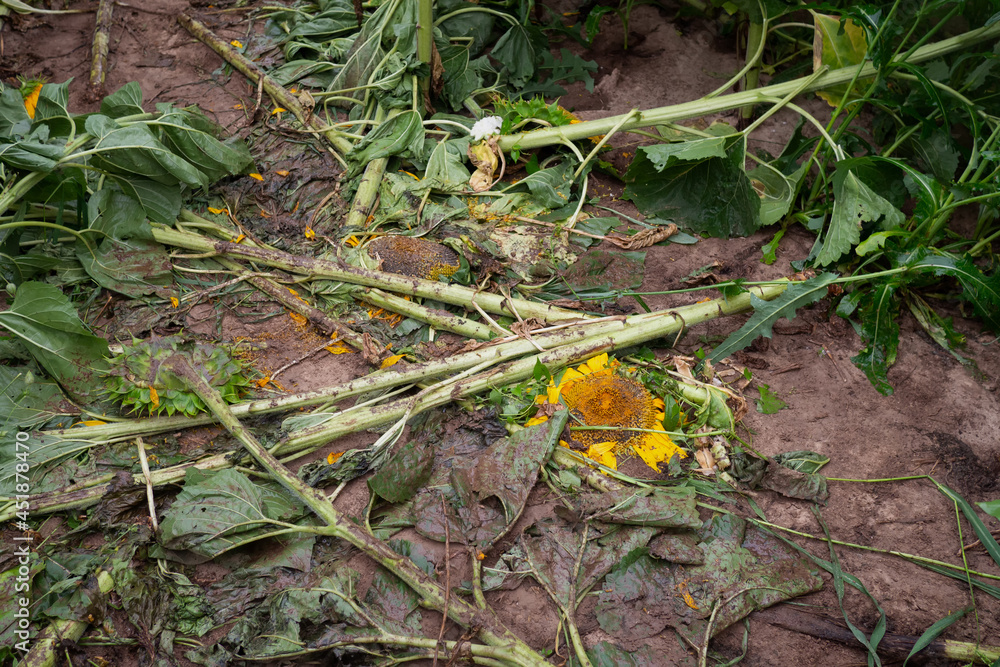 Remains of a destroyed sunflower field from people. Trampled flowers ...