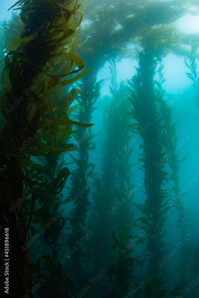 Foto de Tall view of kelp forest in the Pacific Ocean looking up at the ...