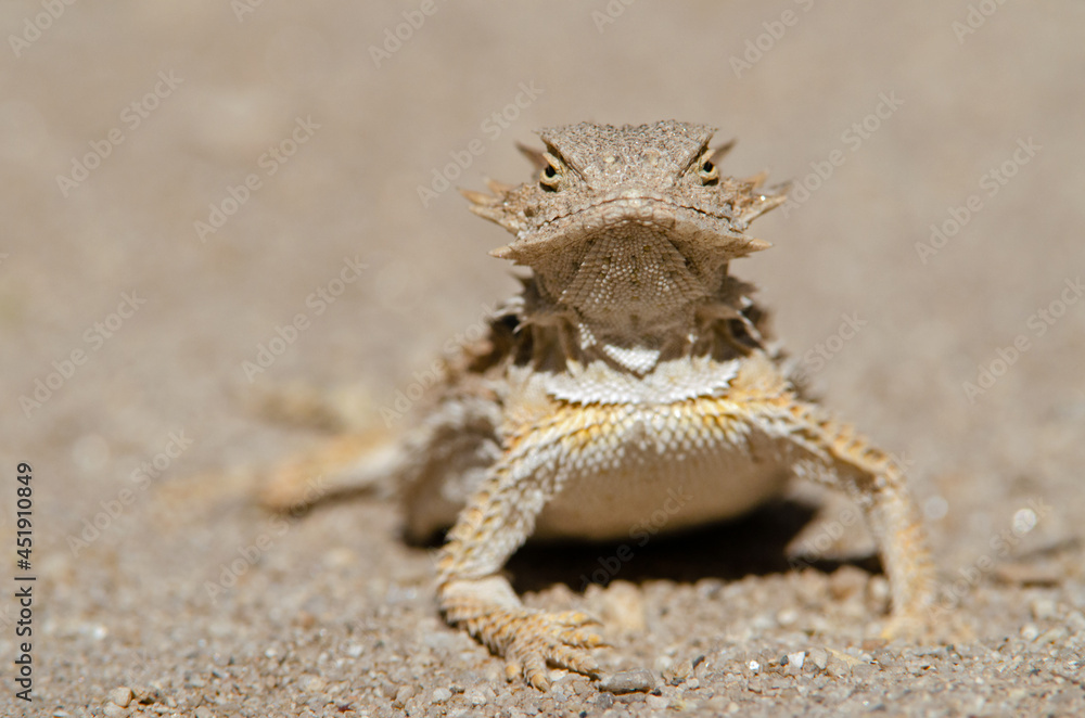 Baby Regal Horned Lizard