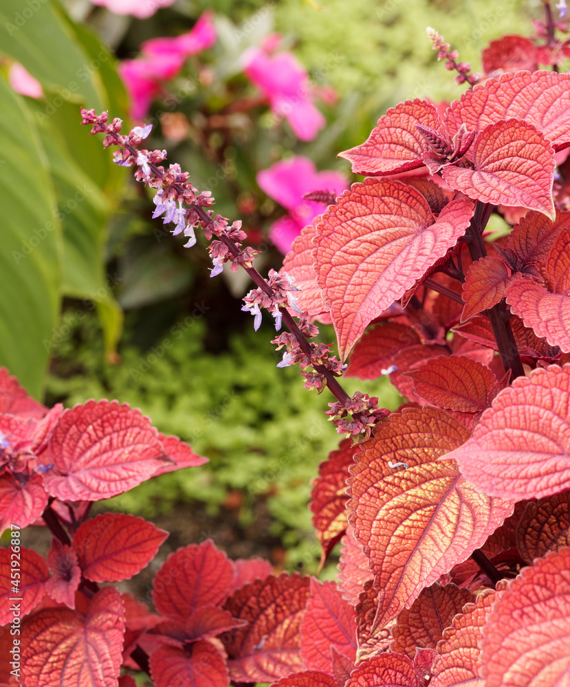 Coleus or plectranthus scutellarioides. Multi-colored foliage ...
