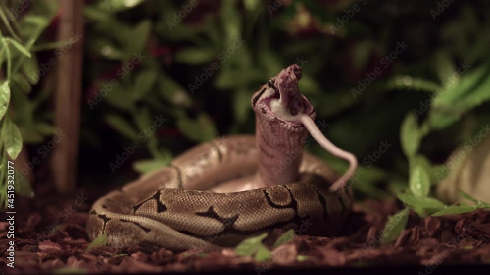 Stockvideo Ball Python Eating Rodent - Snake Swallowing An Entire Dead ...