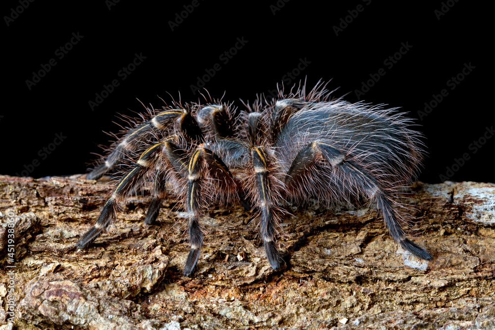 Grammostola Pulchripes tarantula (Chaco Golden Knee), Chaco Golden Knee ...