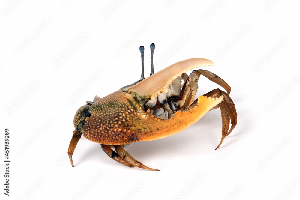 Fiddler crab closeup on white background, Comando crab "uca vocans ...
