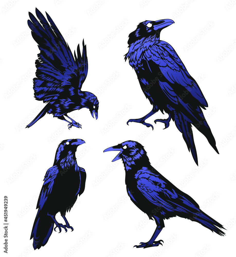 crow vector set, raven vector set Stock Vector | Adobe Stock