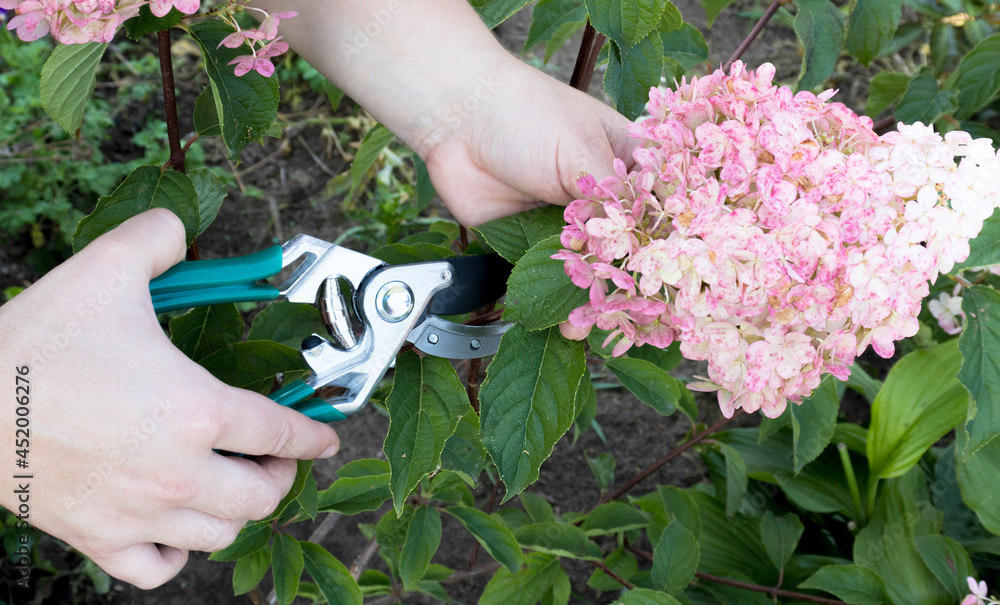 Pruning hydrangea paniculata with garden scissors. The gardener cares ...