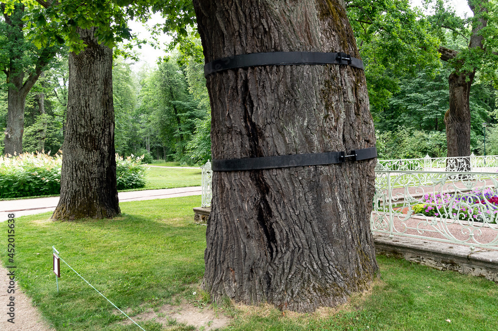 an old tree whose trunk is tied with a tightening hoop, a special ...