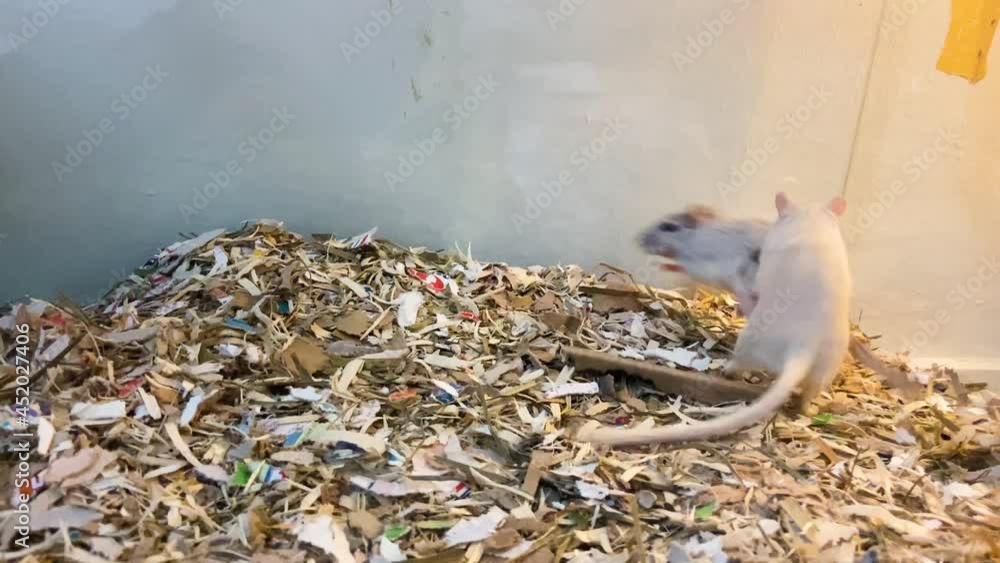 Vidéo Stock Male Gerbil Chasing Female Gerbil During Mating Inside The ...