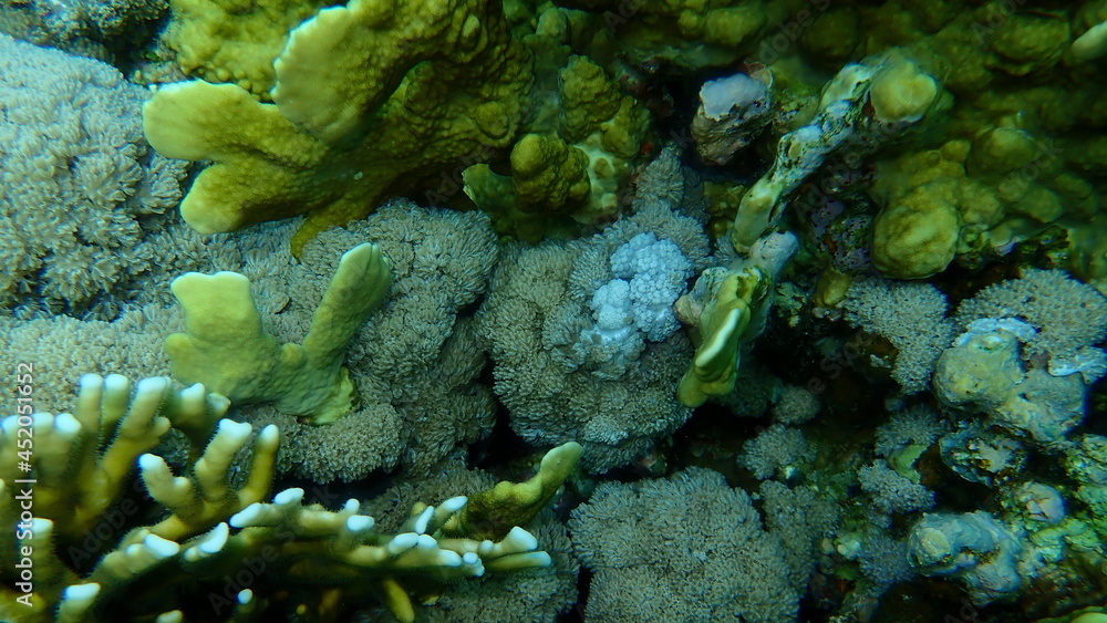 Stunning undersea coral reef view, Red Sea, Egypt, Sharm El Sheikh ...