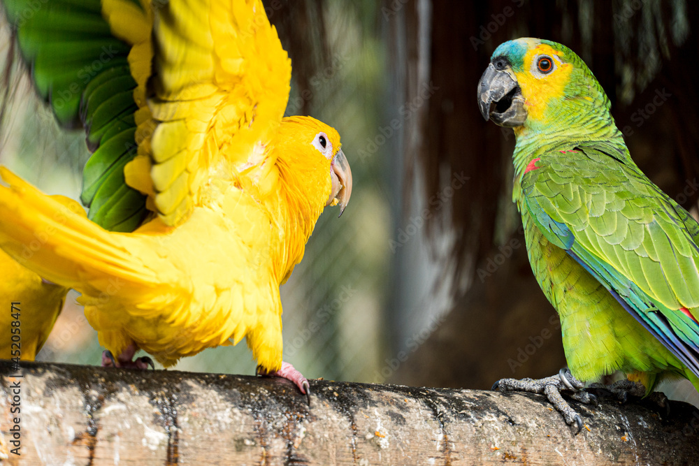 The Guaruba, also called Ararajuba, is a psittaciform bird endemic to ...