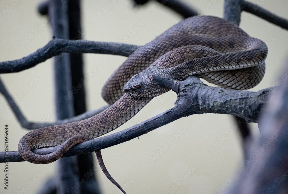 Mangrove pit viper (shore pit viper) photographed in Sungei Buloh ...